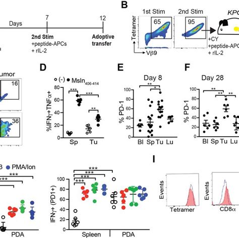 Functional Deficits In Both Pd 1 And Pd 1 Tcr Engineered T Cells