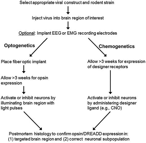 Optogenetics And Chemogenetics Pmc