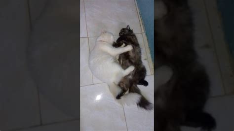 Kucing Kawin YouTube