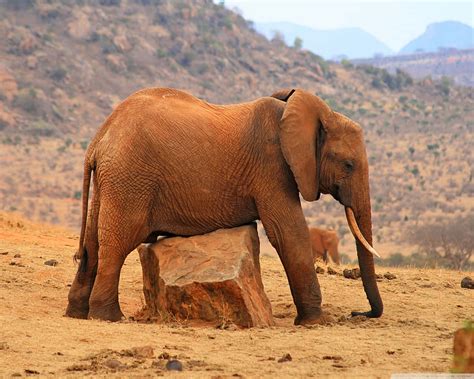 Download Elephant Cruising On A Laptop Wallpaper Wallpapers Com