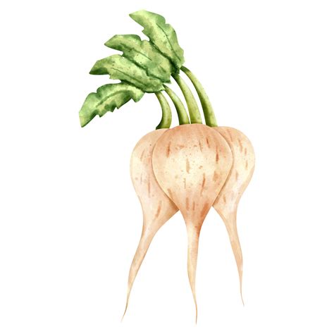 Watercolor Parsnip Clip Art 23297372 Png