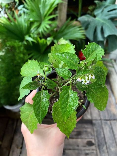 Physalis Angulata How To Grow And Care Uses