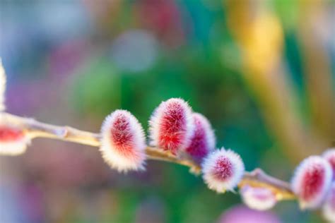 猫柳の画像 727 件の Stock 写真ベクターおよびビデオ Adobe Stock