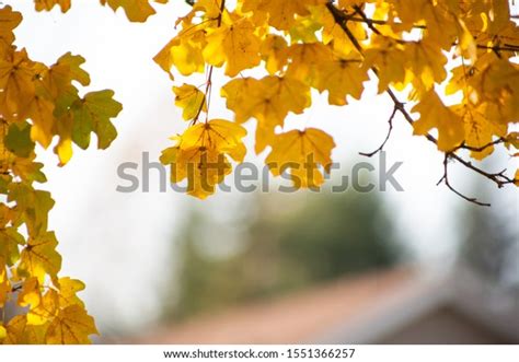 Leaves Trees Turning Yellow During Fall Stock Photo Shutterstock