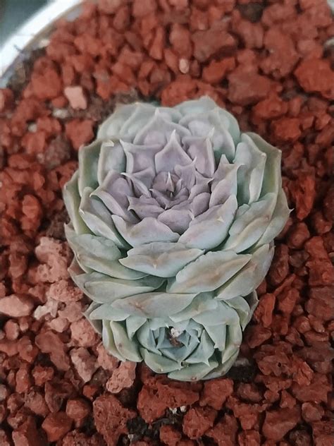 春节期间,适合家里摆的多肉植物,太漂亮了 搜狐大视野 搜狐新闻 春节期间,适合家里摆的多肉植物,太漂亮了 搜狐大视野 搜狐新闻