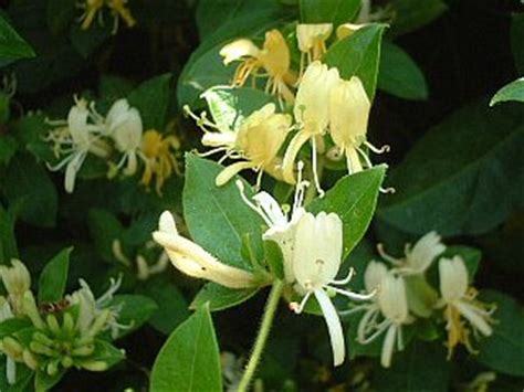 スイカズラすいかずら忍冬吸葛の花言葉 花言葉事典