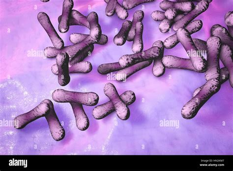 Corynebacterium Diphtheriae Computer Illustration C Diphtheriae Is A Gram Positive Rod Shaped