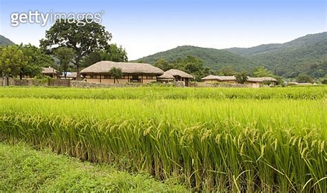 벼 논 외암민속마을 아산시 충남 한국 국내여행 건축 나무 논 논밭 농업 농작물 벼 산 식물 실외 풍경 풍경[경치] 전경 아산시 외암민속마을 관광지 마을 시골 농촌 전통 주택
