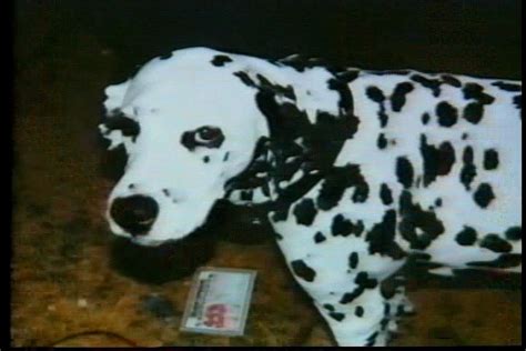 Lou Dog