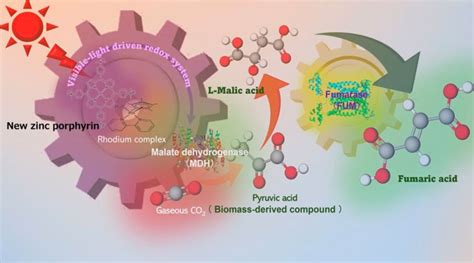 Logran Plásticos De Envases Biodegradables Fabricados Con Menos Co2