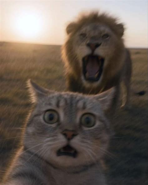 Пин от пользователя Nizam на доске Quick Saves в 2025 г Милые детеныши животных Забавные