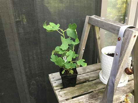 Olympian Fig Plant Territorial Seed