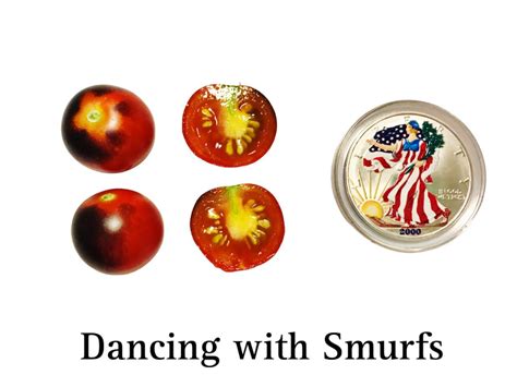 Dancing With Smurfs Cherry Tomato Rebec Valley Farm