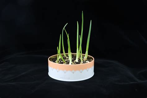 想吃蒜也可居家栽培蒜苗1個月可採收 蒜頭耐心種半年 農傳媒
