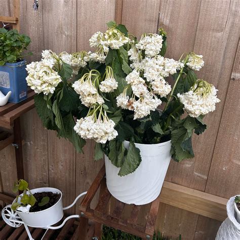 Fire Light Hydrangea Plant Care Water Light Nutrients Greg App 🌱