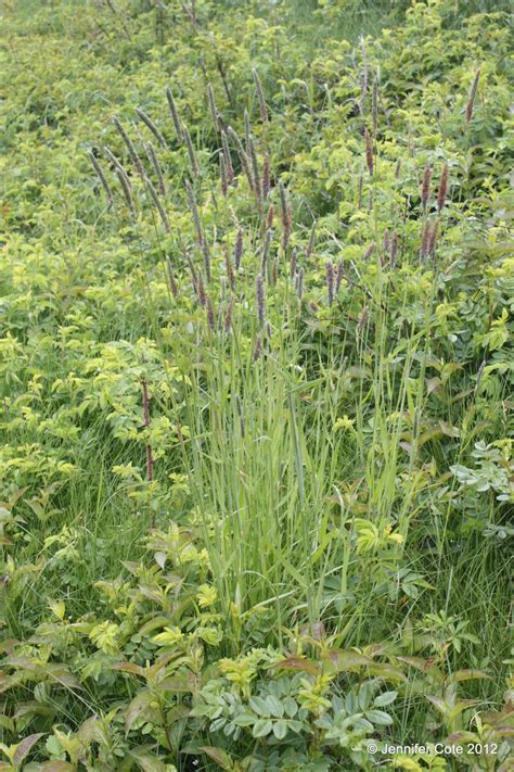 Meadow Foxtail Cooperative Extension Maine Wild Blueberries
