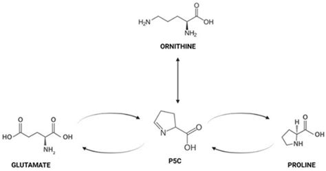 P5c Cycle Interconversion Of Proline To Glutamate And Ornithine P5c