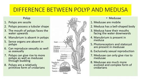 polyp and medusa of obelia youtube