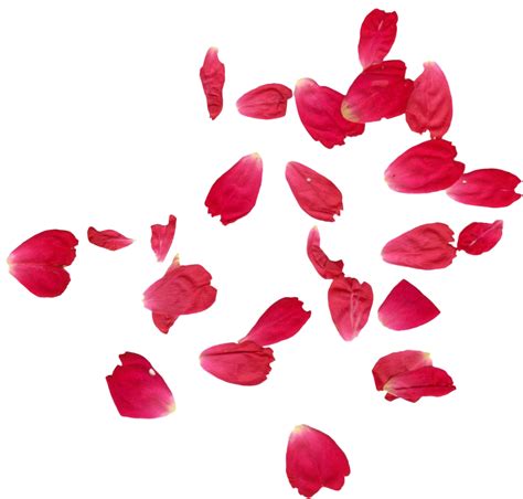 Rose Petals PNG Transparent Images