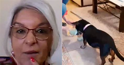 Salta Su Perra Atraviesa Un Grave Problema De Salud Y Pelea Por
