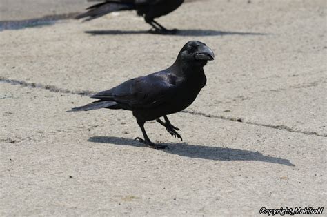 NPO法人札幌カラス研究会 on Twitter ピョーンとブト君 カラス ハシブトガラス 烏 crow corvus