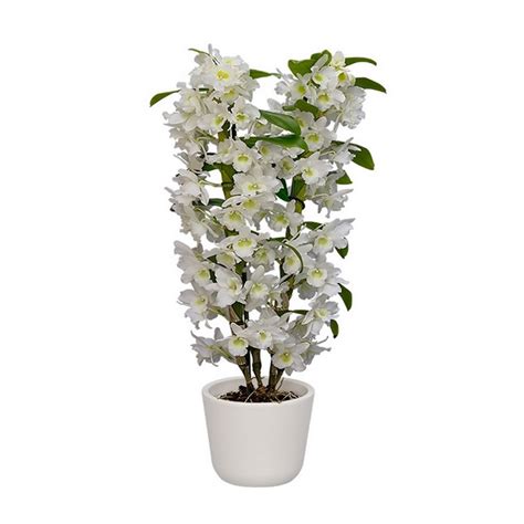 Orhidee Dendrobium Betty Flowers