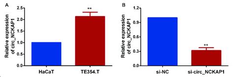 Sirna Interference A Expression Of Circ Nckap1 In Te354 T Cells Download Scientific Diagram