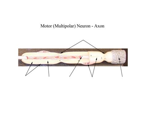 Multipolar Neuron Axon Quiz