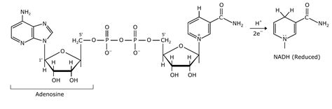 76 Structure Of Nad Oxidized Niacin Or Nicotinic Acid