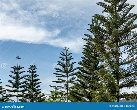 The Beautiful Public Park With Araucaria Cookii Norfolk Island Pine