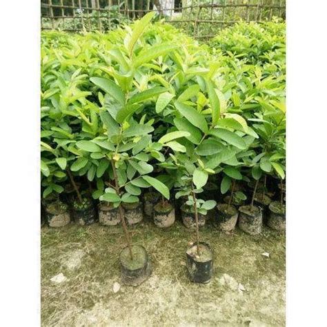 Allahabad Clone Gavava Plant At Piece Fruit Plant In Hanumangarh ID