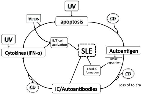 Suggested Roles For Complement In The Pathogenesis Of SLE Complement Download Scientific