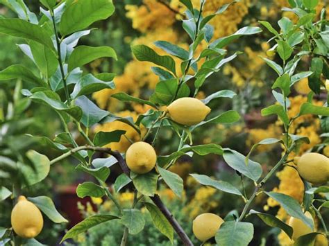 Lemon Tree Leaves Turning Yellow What To Do