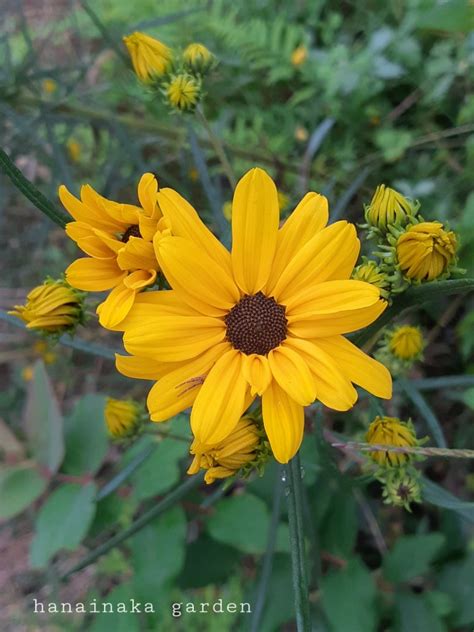 ヤナギバヒマワリ開花 汚庭から hanainakaのブログ