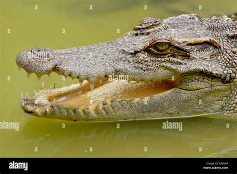 Siamese Crocodile Crocodylus Siamensis Portrait Thailand Kao Yai