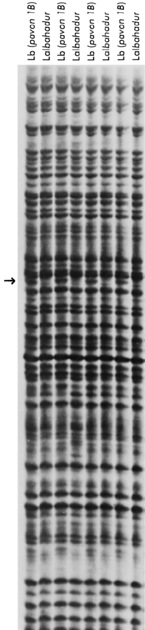 amplified fragment length polymorphism profile generated from genomic