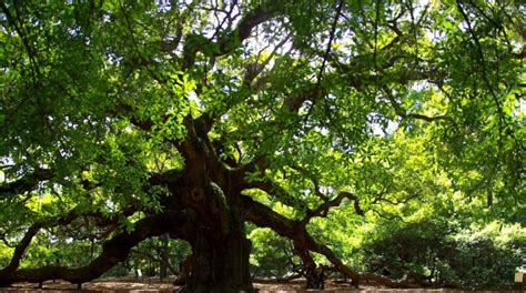 How To Properly Care For A Southern Live Oak Tree Treenewal