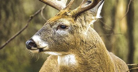 Antler Alert | Pets | pmg-ky3.com