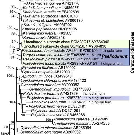 maximum likelihood phylogenetic tree of sequences of the ssu rrna gene