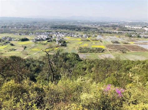 黎阳镇新江村五月初夏农耕忙屯溪区