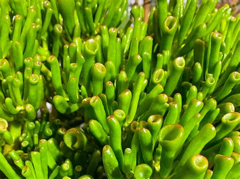 Crassula Ovata Gollum Wholesale Nursery Nurseries In Melbourne