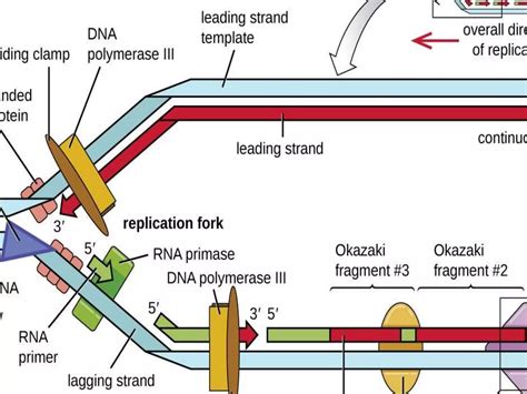 Dna Replication Repair And Mutation Ppt