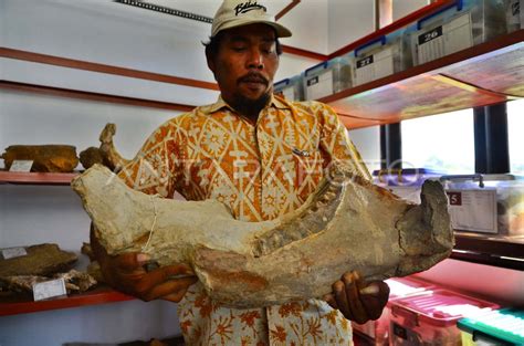 Elephant Jaw Fossil Discovery Antara Foto