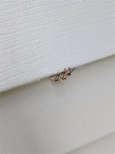 This Shy Bro Is Hard To Capture Rspiderbros