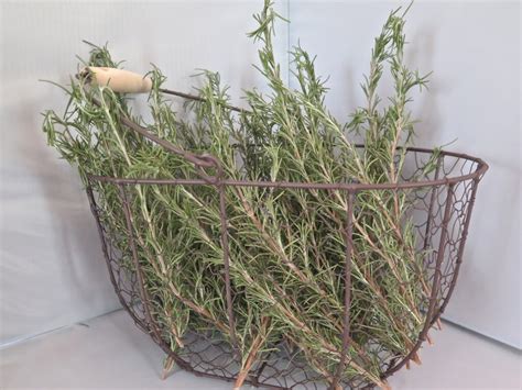 Herb Drying The Blissful Gardeners