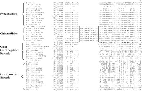 Partial Alignment Of Rna Polymerase A Subunit Rpoa Homologues Showing
