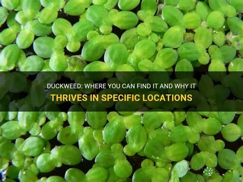 Duckweed Where You Can Find It And Why It Thrives In Specific Locations Shuncy
