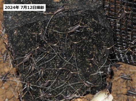 Yahooオークション 鈴虫 スズムシ 幼虫150匹＋α【no3】（長野県か