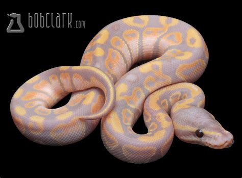 Banana Ball Python