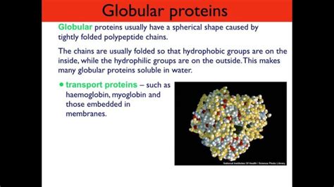 Examples Of Globular Proteins And Their Functions